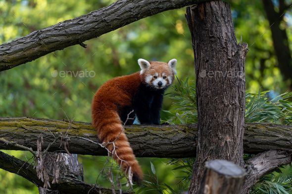 Red Panda Sitting