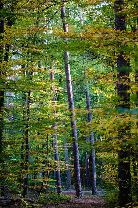 Vertical shot of tree trunks in a thick forest, illuminated by sunlight ...