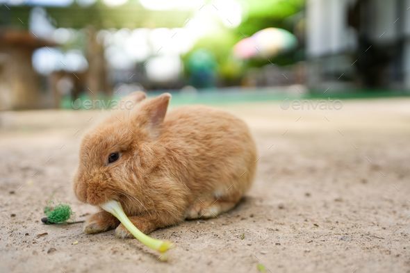 Little brown rabbit eating vegetable on the ground Stock Photo by wirestock