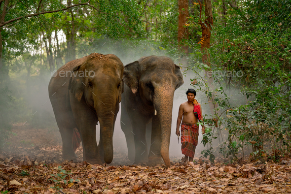 One mahout man walk with two elephant along the way in forest after ...