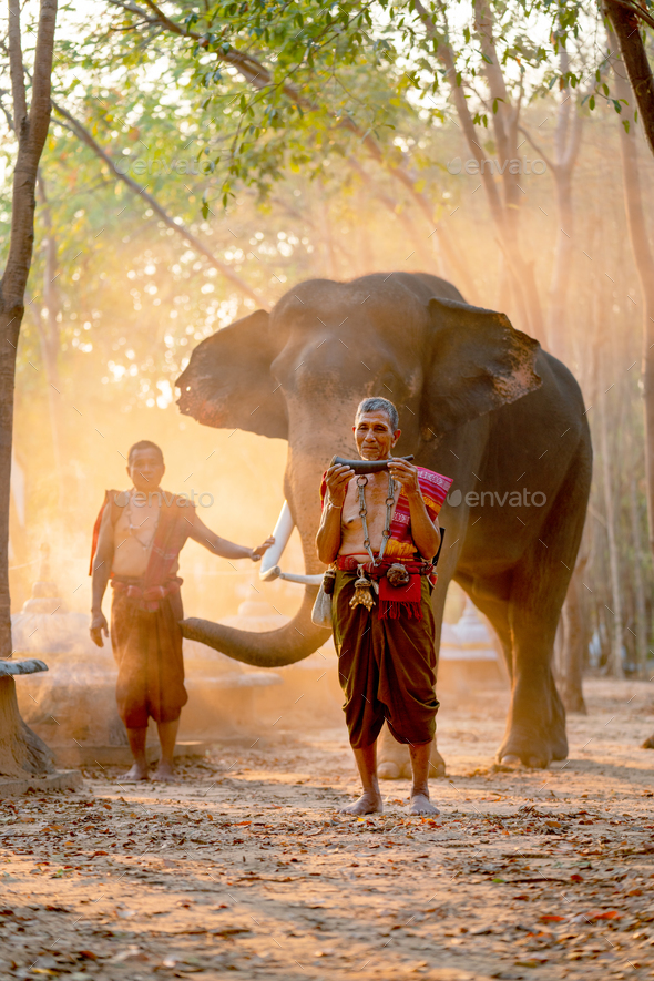 Vertical image of mahout teacher old man hold part of ivory and stand ...