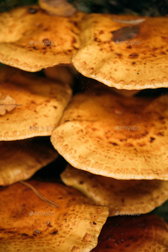 Enoki - Flammulina velutipes, also known as velvet shank, is a species ...