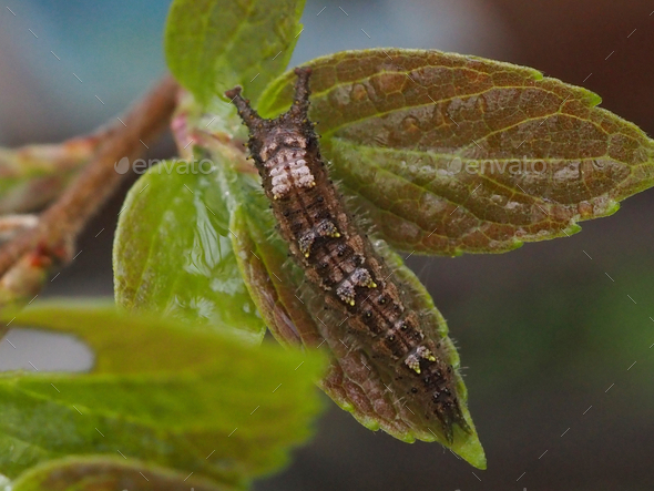 great purple emperor larva Stock Photo by Buntan2019 | PhotoDune