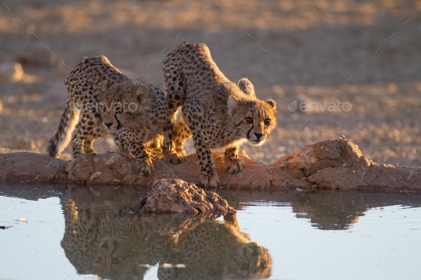 Beautiful cheetahs drinking water from a small pond with their ...