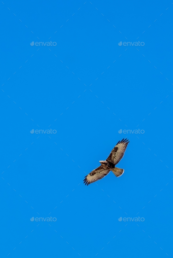 Vertical shot of a beautiful hawk flying on the blue background Stock ...