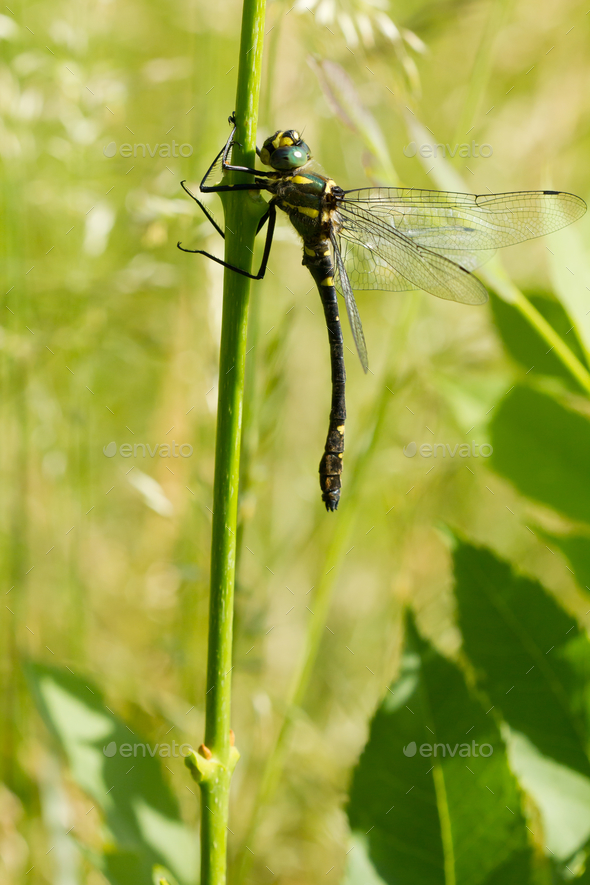 Vertical shot of a Macromia splendens dragonfly outdoors Stock Photo by ...