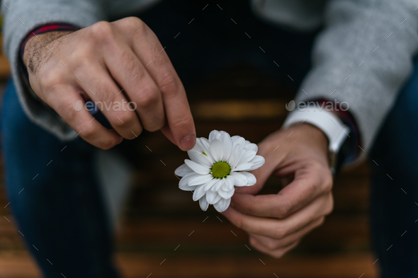 Man's hand plucking off the petals from a white flower Stock Photo by ...