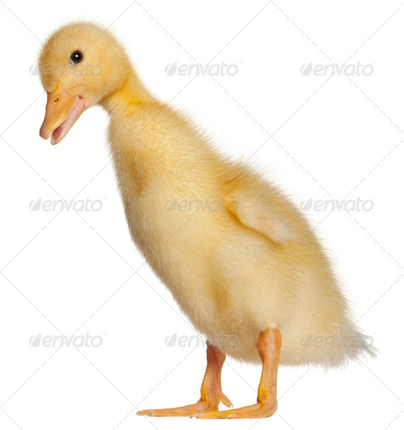 Duckling, 1 week old, standing in front of white background Stock Photo ...