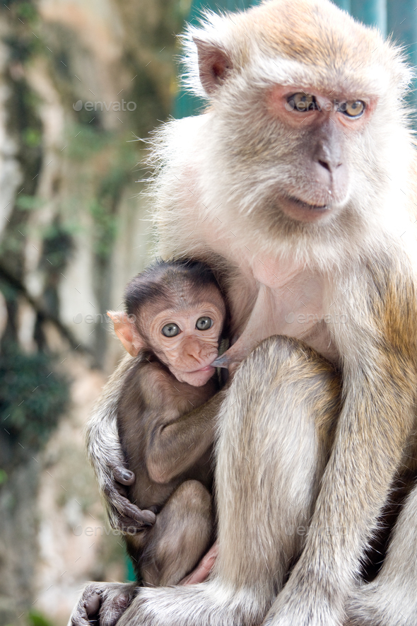 Mother and child Macaque monkey in the batu caves of malaysia Stock ...