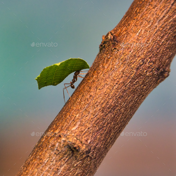 Close-up of an ant holding a leaf on a tree with blurred background ...