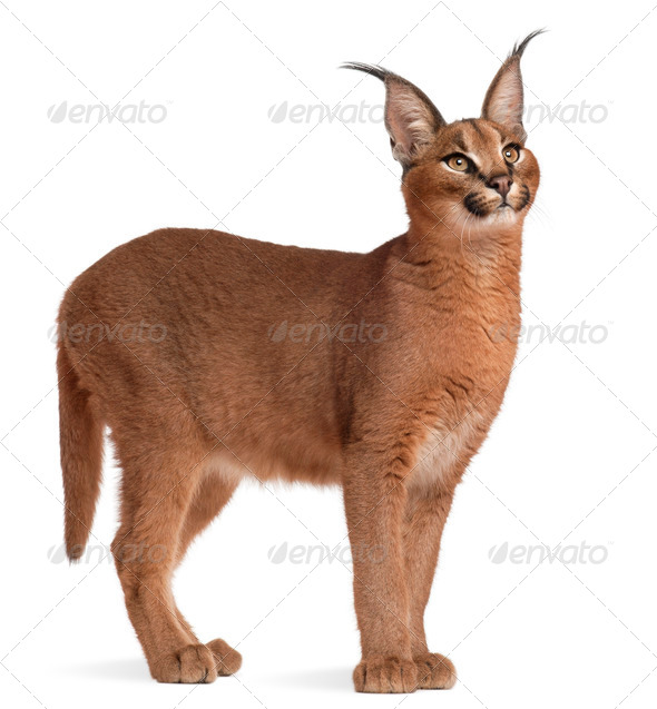 Caracal, Caracal caracal, 6 months old, in front of white background ...