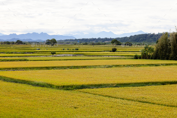Taiwan Taichung Waipu paddy rice field Stock Photo by leungchopan ...
