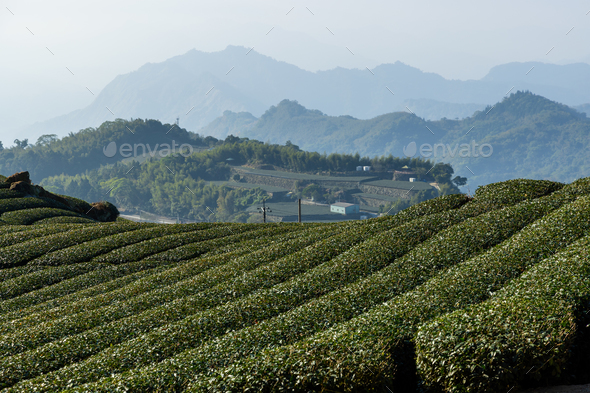 Tea field in Shizhuo Trails at Alishan of Taiwan Stock Photo by leungchopan