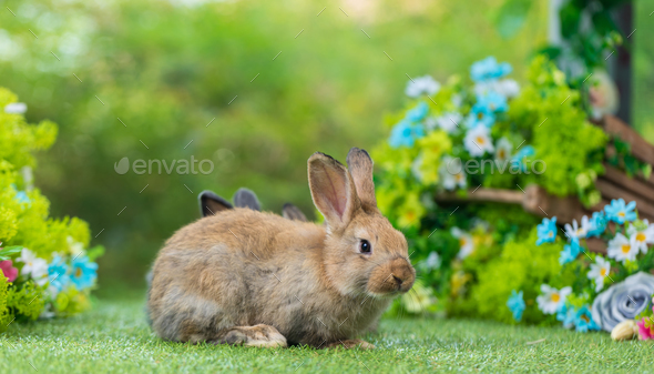 Adorable and cute new born rabbit. baby cute rabbit or new born ...