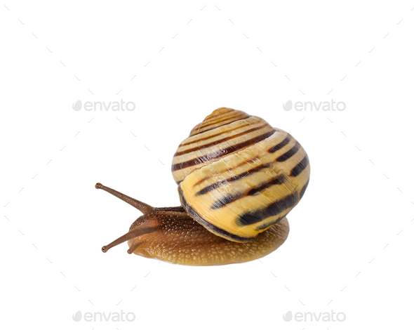 Macro side view of garden snail isolated cutout Stock Photo by JulieAlexK