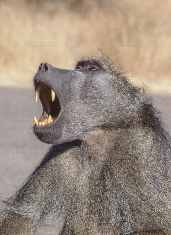 Alpha Male Baboon Yawning Stock Photo by zambezi | PhotoDune