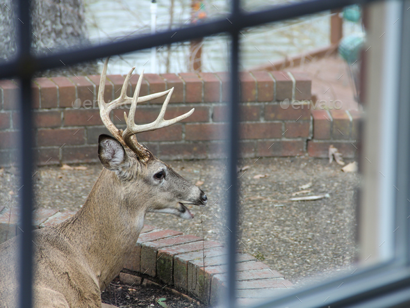 Male buck viewed through a window while resting on a brick circular ...