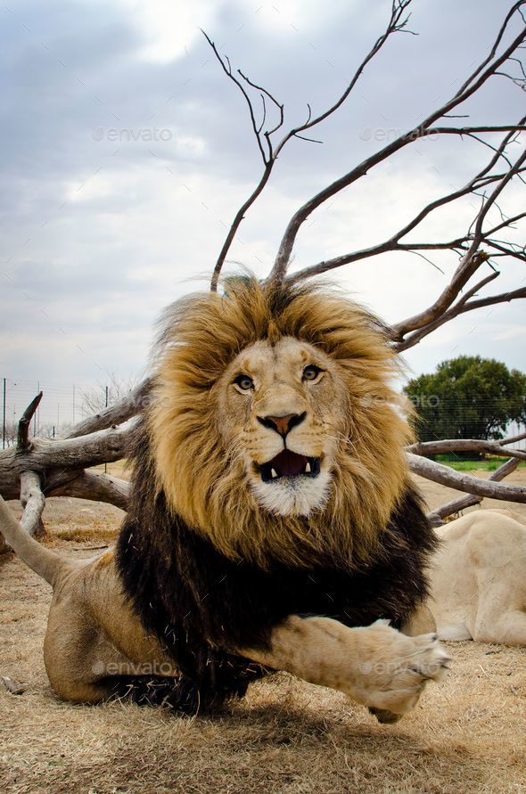 Male Lion Standing On Hind Legs