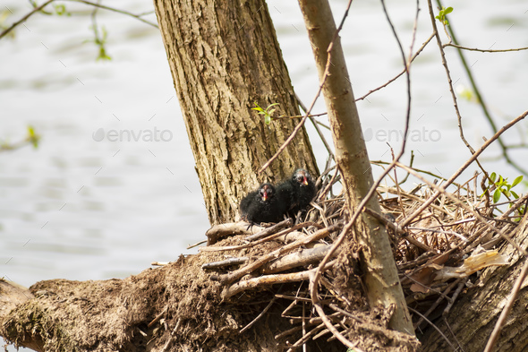 Common moorhen baby birds Stock Photo by jozrilic | PhotoDune