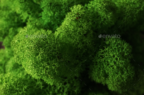 Moss, different backgrounds for nature concept, moss and wood, moss and ...