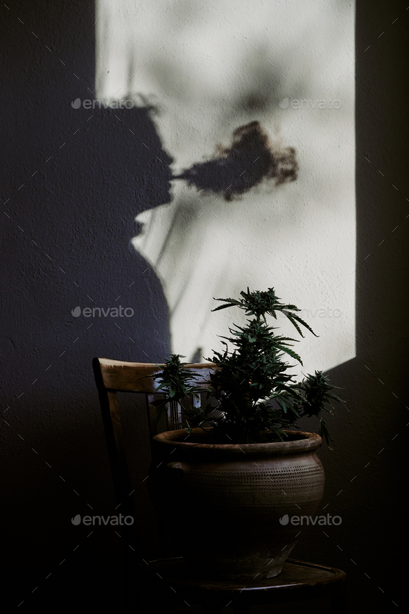 silhouette of a young man smoking marijuana in front of a cannabis ...