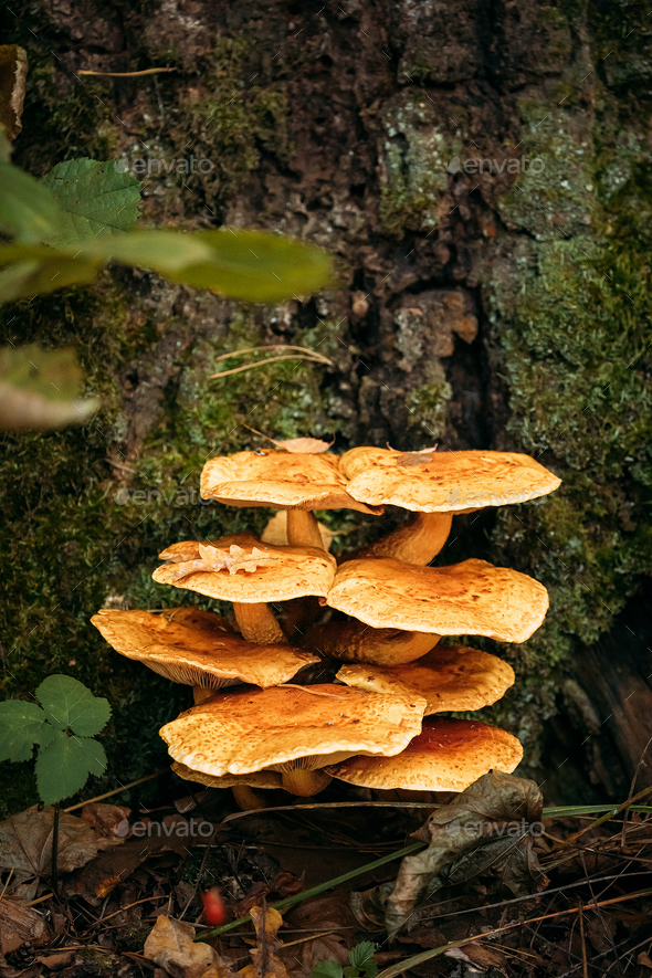 Enoki - Flammulina velutipes, also known as velvet shank, is a species ...