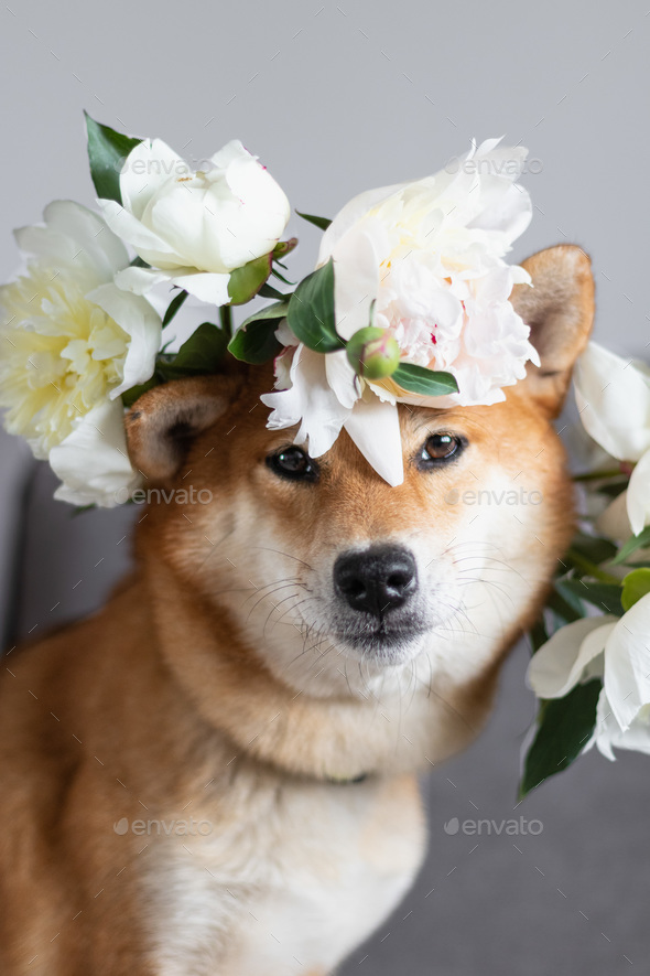 Red shiba inu dog with white peonies on his head. A shiba inu dog ...