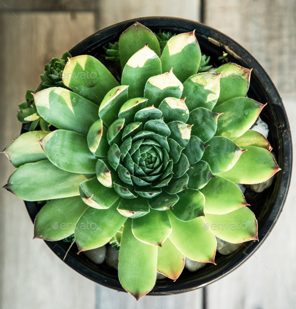 sempervivum tectorum, commonly known as Common Houseleek in a flower ...