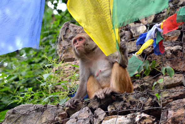Monkey playing with Buddhist prayer flag Stock Photo by salajean ...