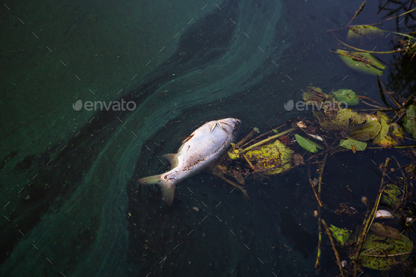 Dead fish carp float to the surface of the water in this polluted ...