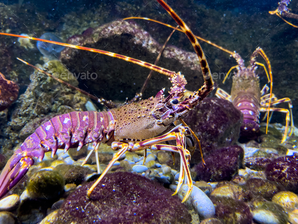 Spotted spiny lobster walks on the pebbles at the bottom of the ...