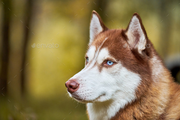 Siberian Husky dog portrait close up, Siberian Husky face side view ...