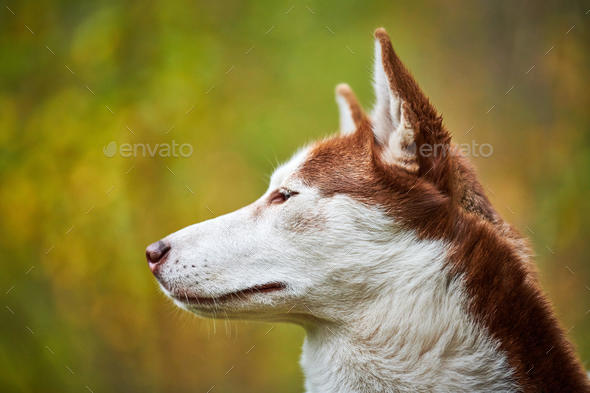 Siberian Husky head close up, Siberian Husky portrait side view, Husky ...