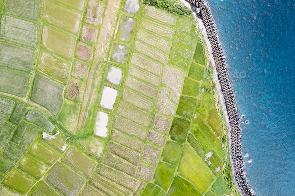 Rice terraces and the Pacific Ocean Stock Photo by drummer4uva72894