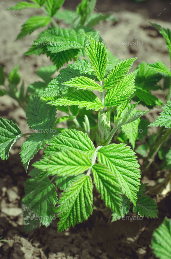 Young sprouts of a raspberry bush. Growing raspberries at home ...