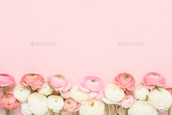 Pink and white ranunculus flowers border on a pink background. Mothers ...