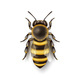 Vector 3d Realistic Detailed Honey Bee Icon, Vectors | GraphicRiver