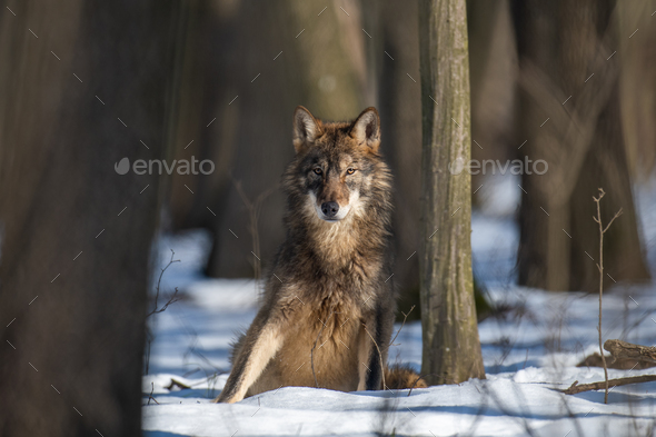 Wolf in the forest up close. Wild animal in the natural habitat Stock ...