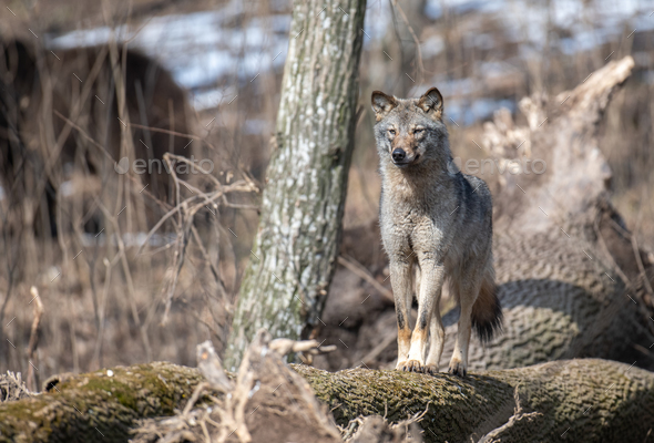 Wolf sit on a fallen tree in the forest up close. Wild animal in the ...