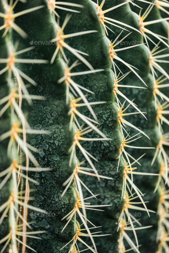 close up view of green cactus with needles Stock Photo by LightFieldStudios