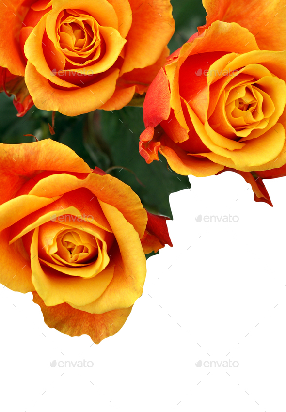 Orange roses isolated on white Stock Photo by cobaltstock | PhotoDune