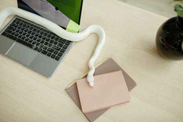 High angle of white rat snake creeping along desk with laptop Stock ...