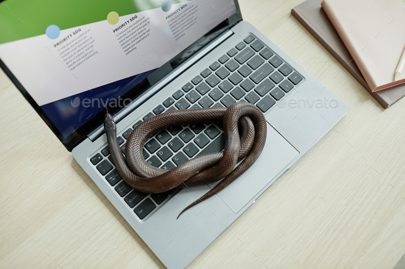 High angle of twisted rat snake creeping over laptop keyboard Stock ...