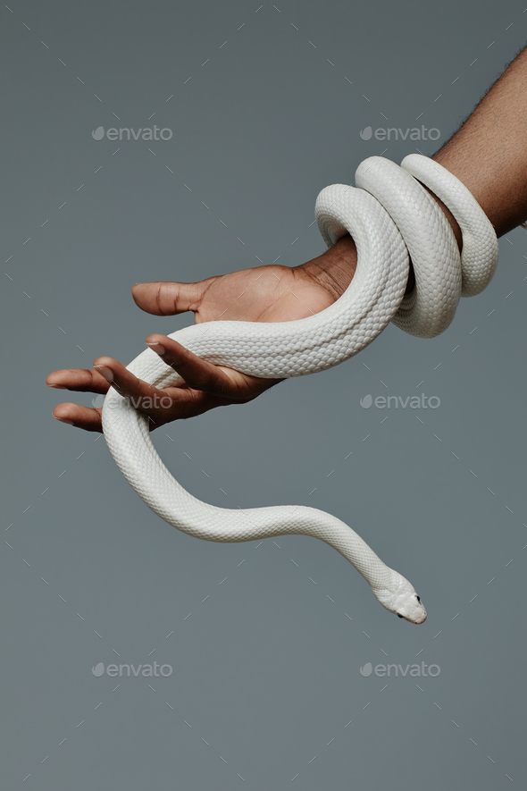 Close-up of hand of young man holding white snake enlacing his wrist ...