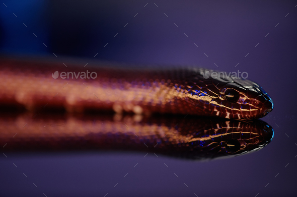 Front part of snake or adder with black eyes creeping over reflective ...