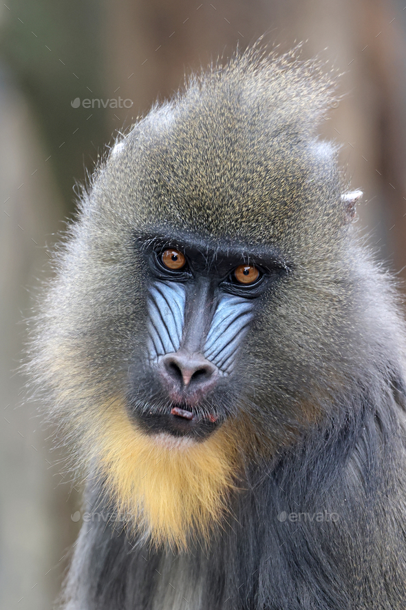 A mandrill (Mandrillus sphinx) portrait Stock Photo by Edwin-Butter