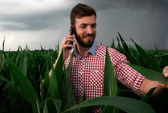 Farmer standing in corn field examining crop while talking on phone ...