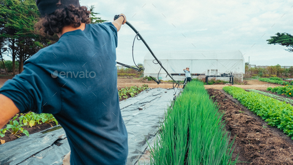 farmers working in their vegetable garden, moving the water sprinklers ...