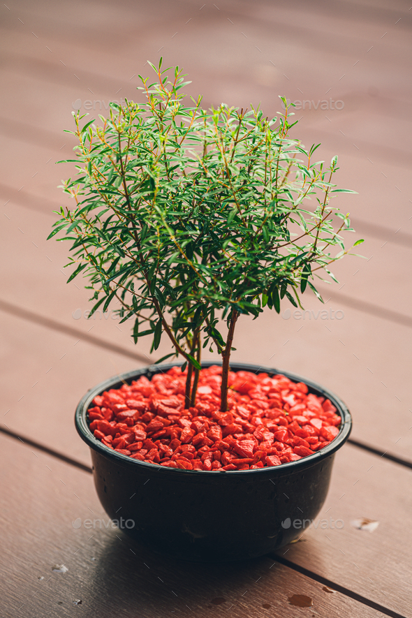 Dwarf ruby tree Stock Photo by ATERSUN29 | PhotoDune