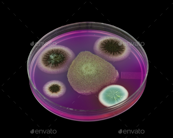 Different types of mold growing on an agar plate Stock Photo by wirestock